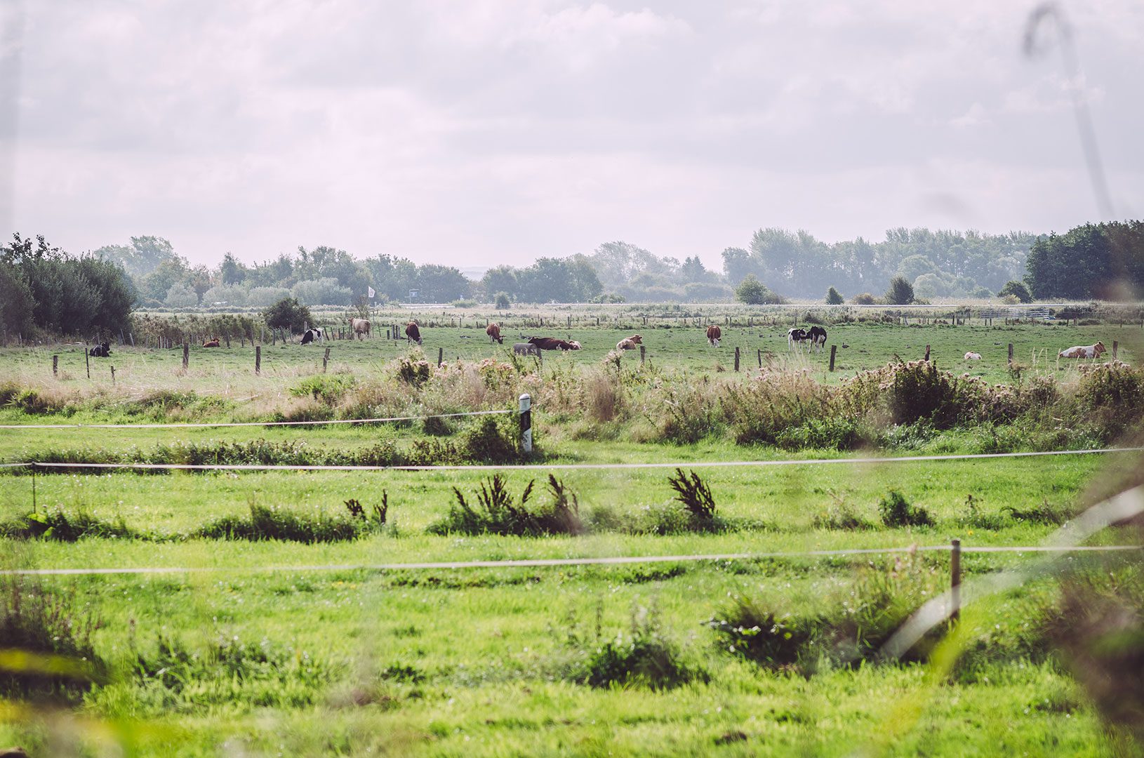 Brasilien Schleswig Holstein